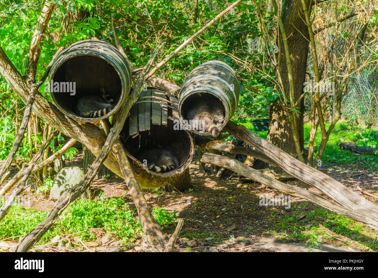 raccoons sleeping in their animal hideout homes that are barrels Stock ...