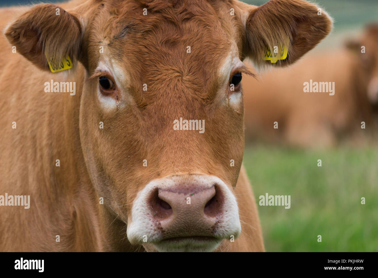 Close up of a brown cows face Stock Photo - Alamy