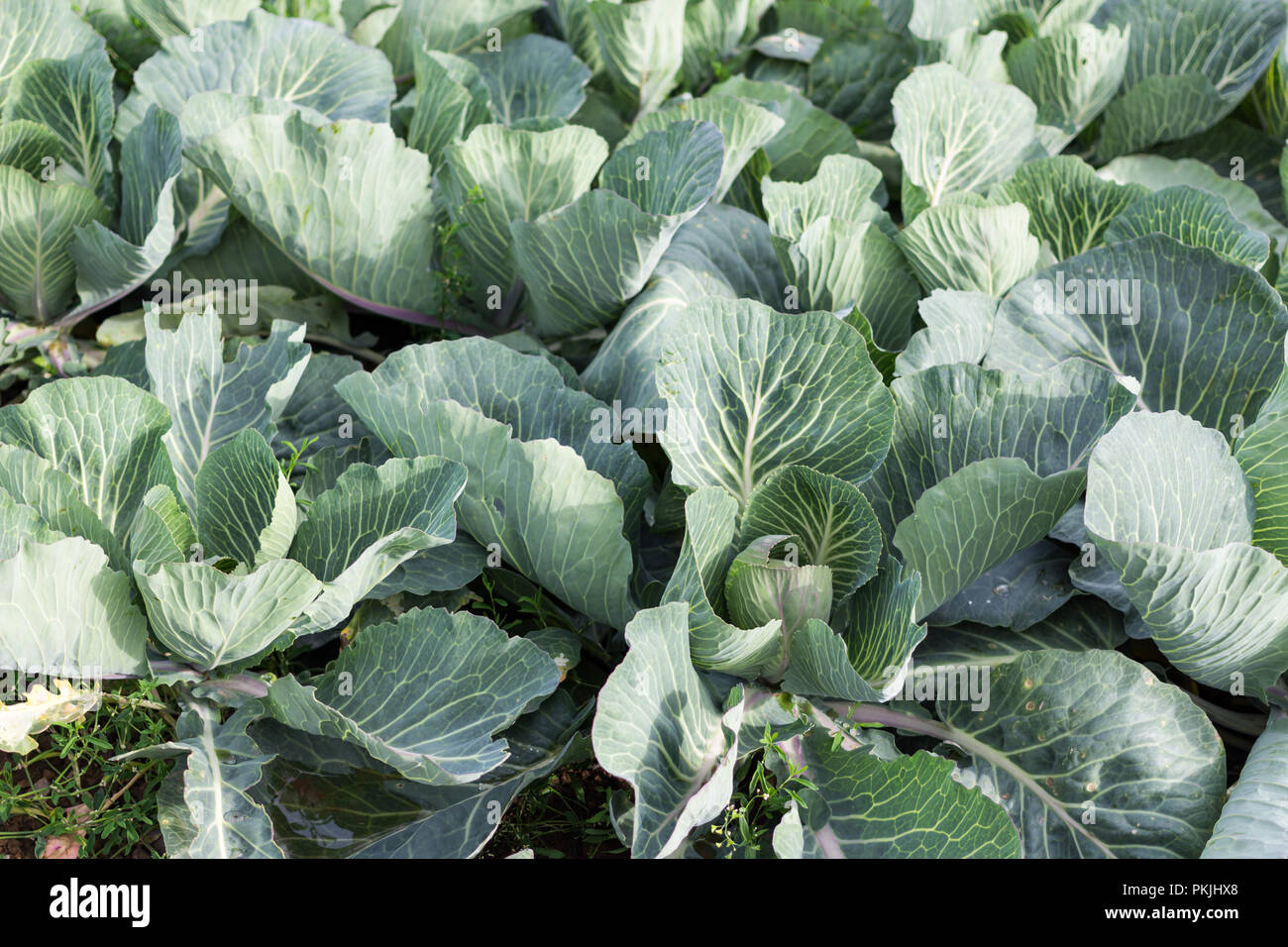 Cabbage growing in a farm hi-res stock photography and images - Alamy