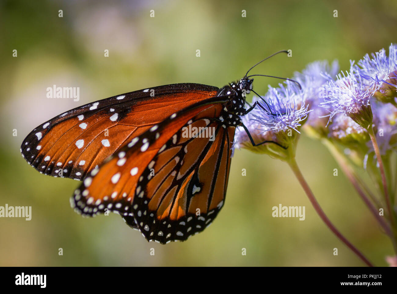 monarch butterfly gathering pollen from flower Stock Photo - Alamy