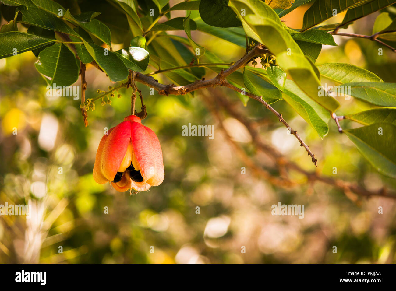 Ackee hi-res stock photography and images - Alamy