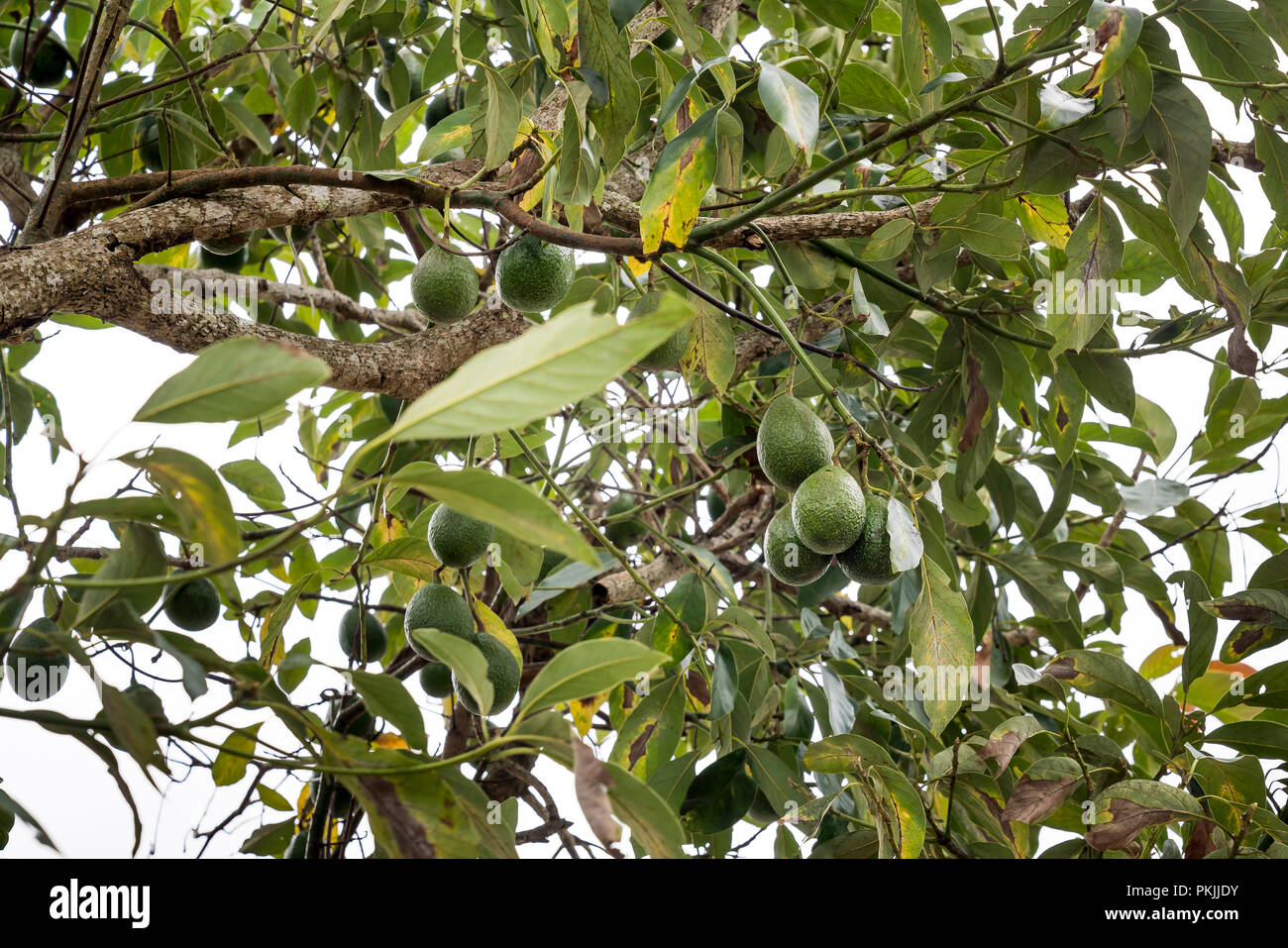 Avocados fruit hanging from the tree Stock Photo - Alamy