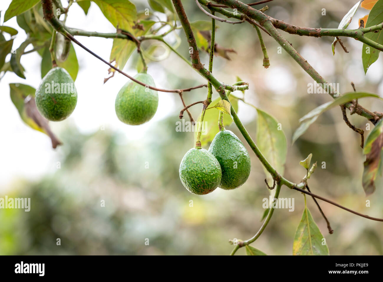 Avocado farm mexico hi-res stock photography and images - Alamy