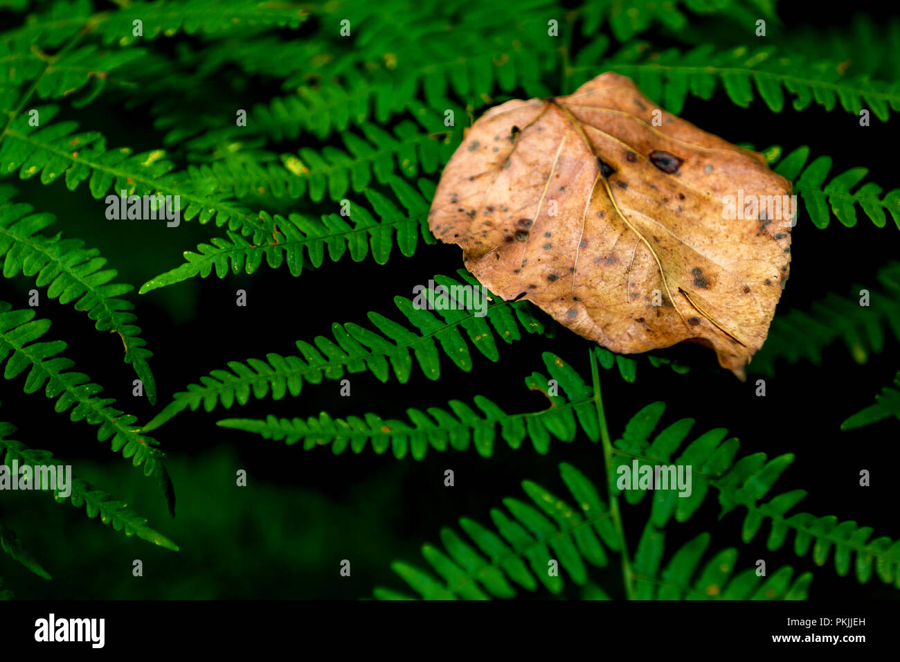 Dead leaf fallen leaf hi-res stock photography and images - Alamy