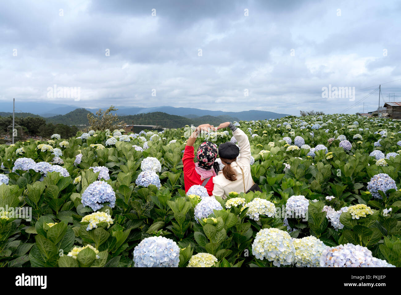 the young girl is happily standing in the hydrangea flowers garden are ...