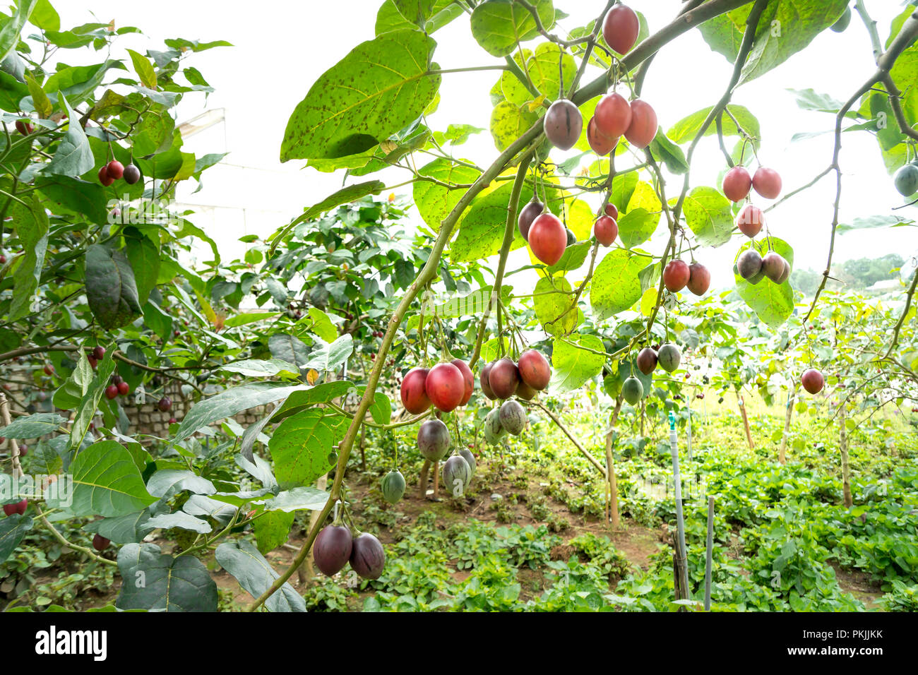 Fresh fruit is known Tamarillo in garden Stock Photo - Alamy