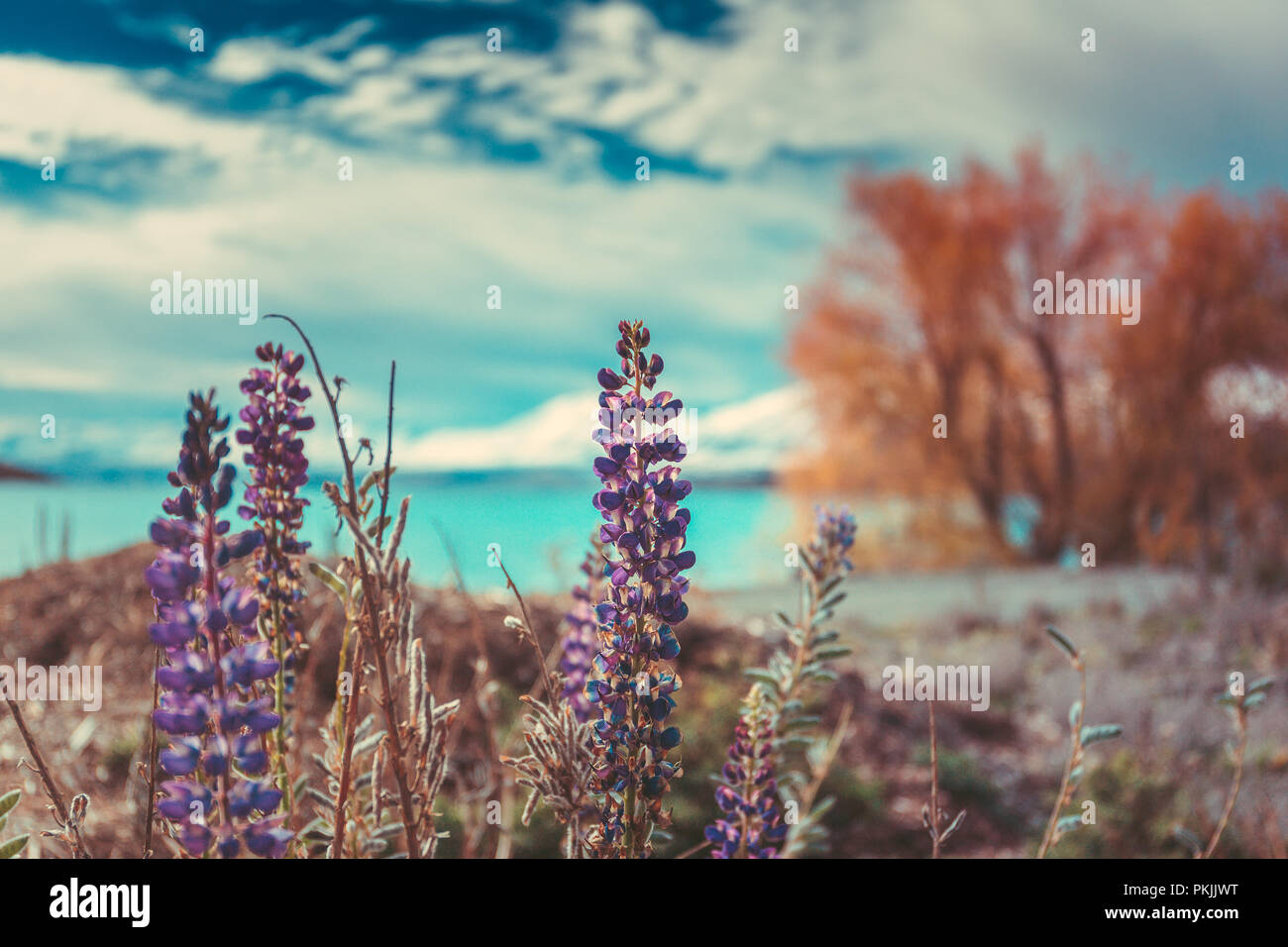 Autumn in Lake Tekapo, New Zealand landscape Stock Photo - Alamy
