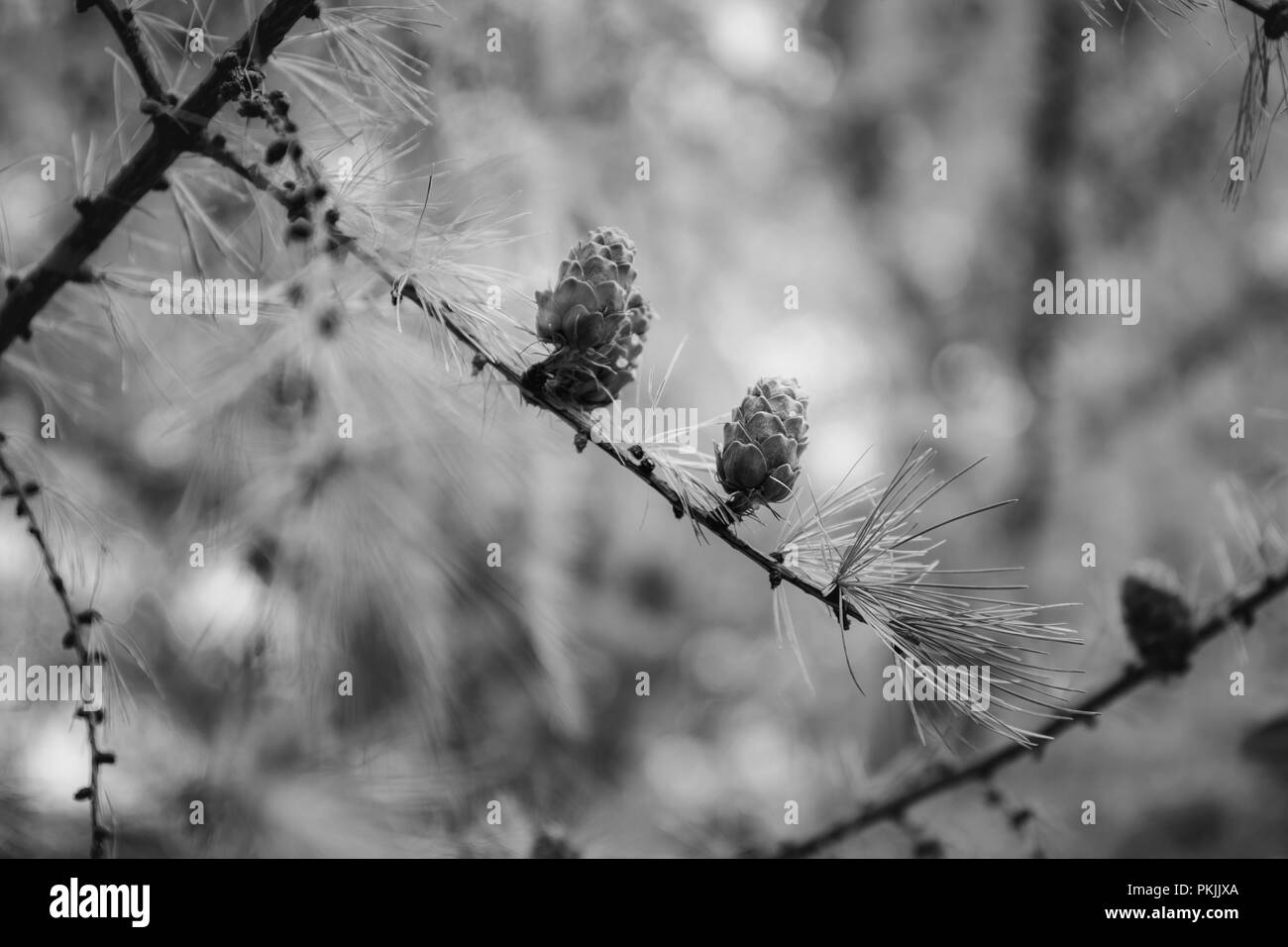 Pine tree cones branch Black and White Stock Photos & Images - Alamy