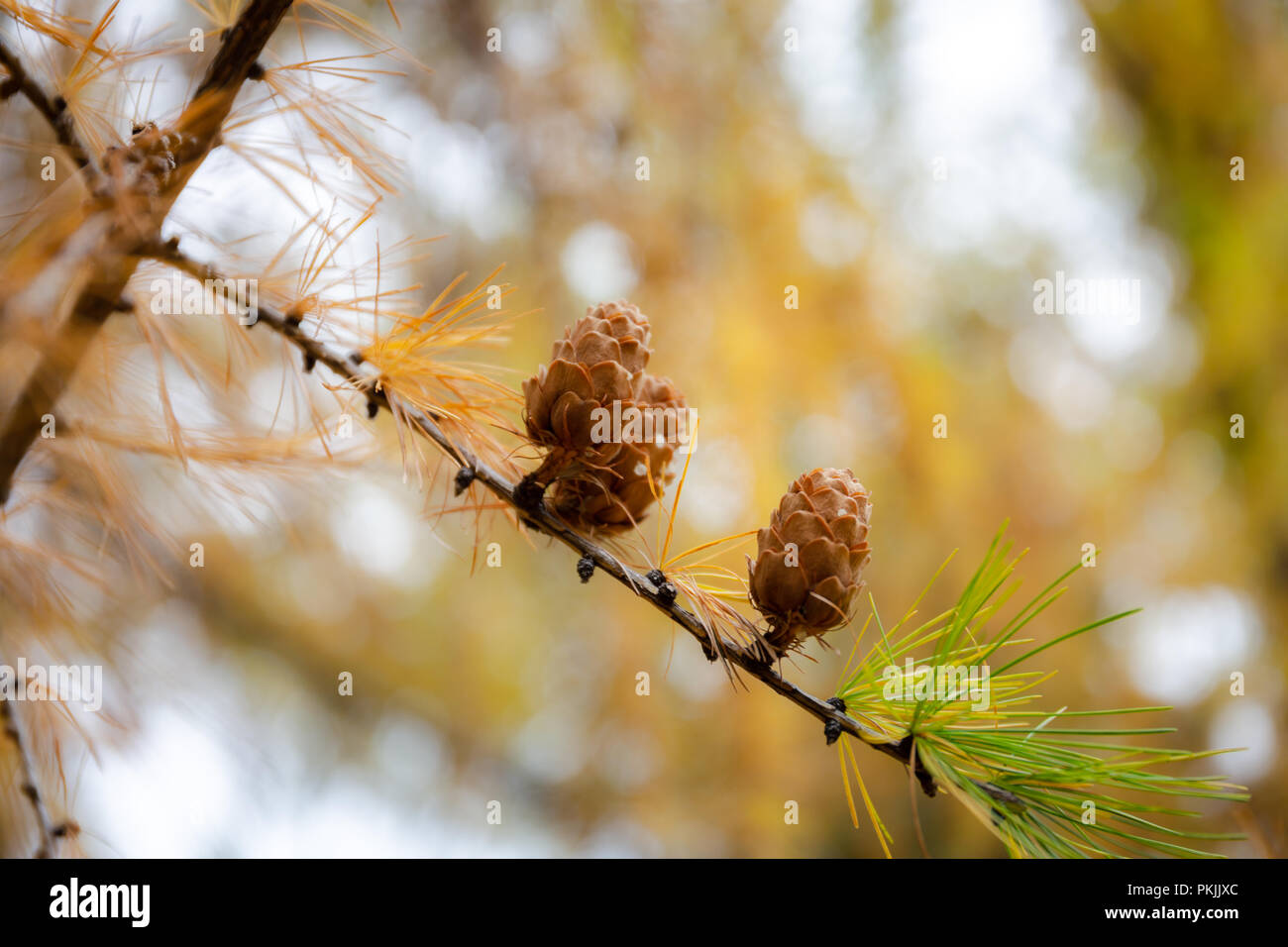 pine cones in vintage color Stock Photo - Alamy