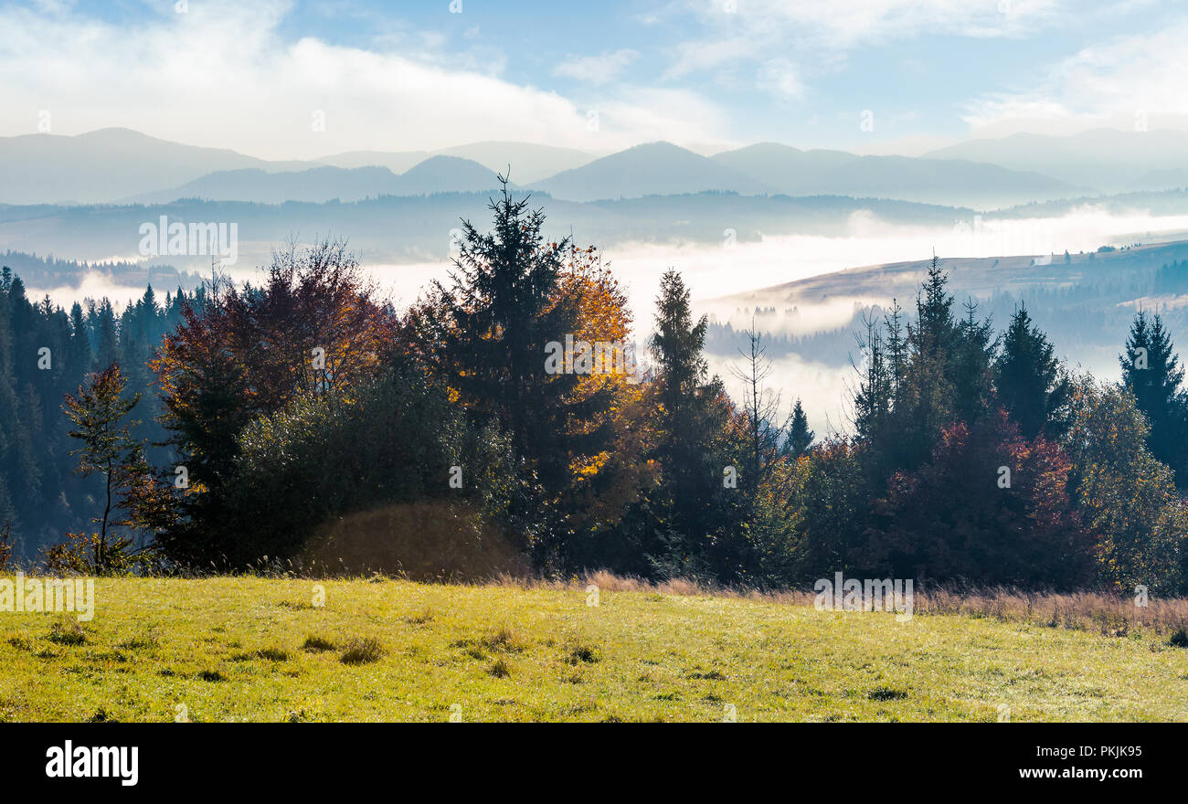 wonderful autumn landscape. trees on the grassy hill. distant valley in ...