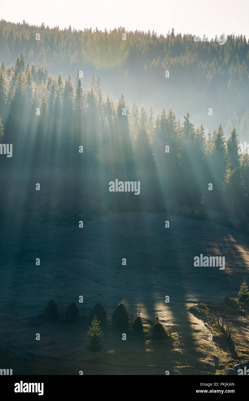 light through fog in forest on hill. gorgeous nature background in ...