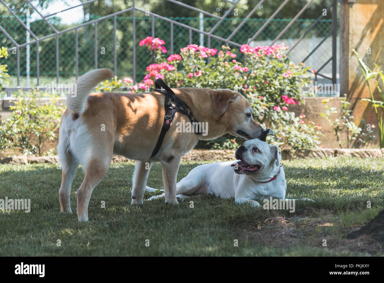 Boxer in love hi-res stock photography and images - Alamy