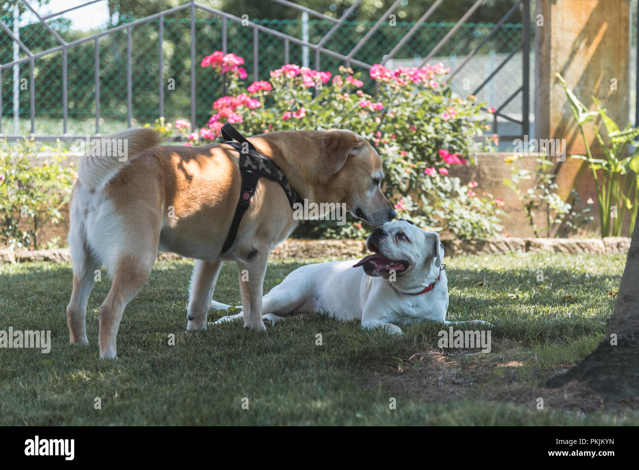 Labrador Retriver and Boxer playing together in the garden during a ...