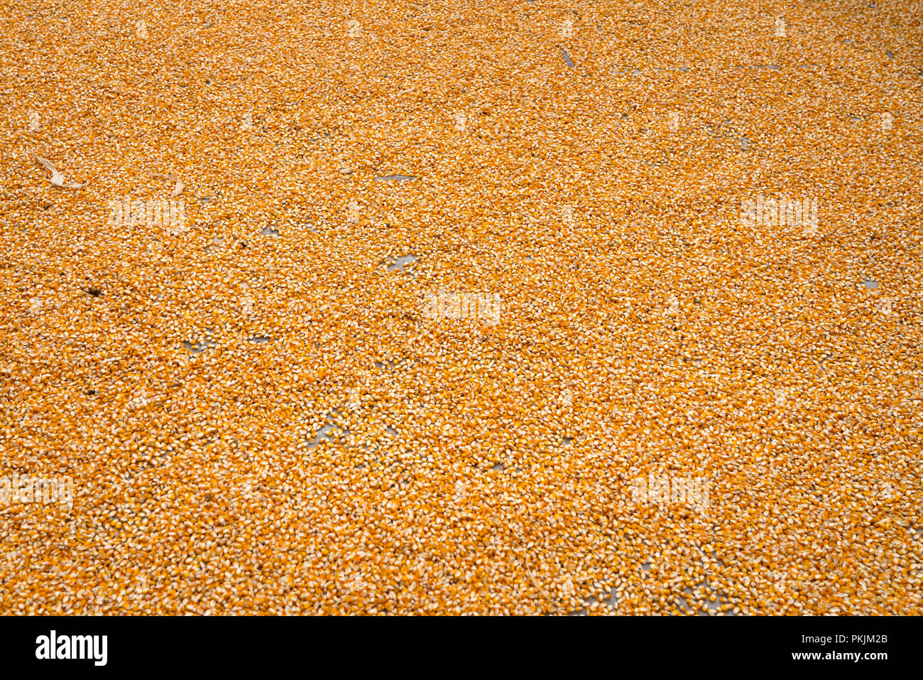 Corn kernels background, corn harvest milled manually. Good breed ...