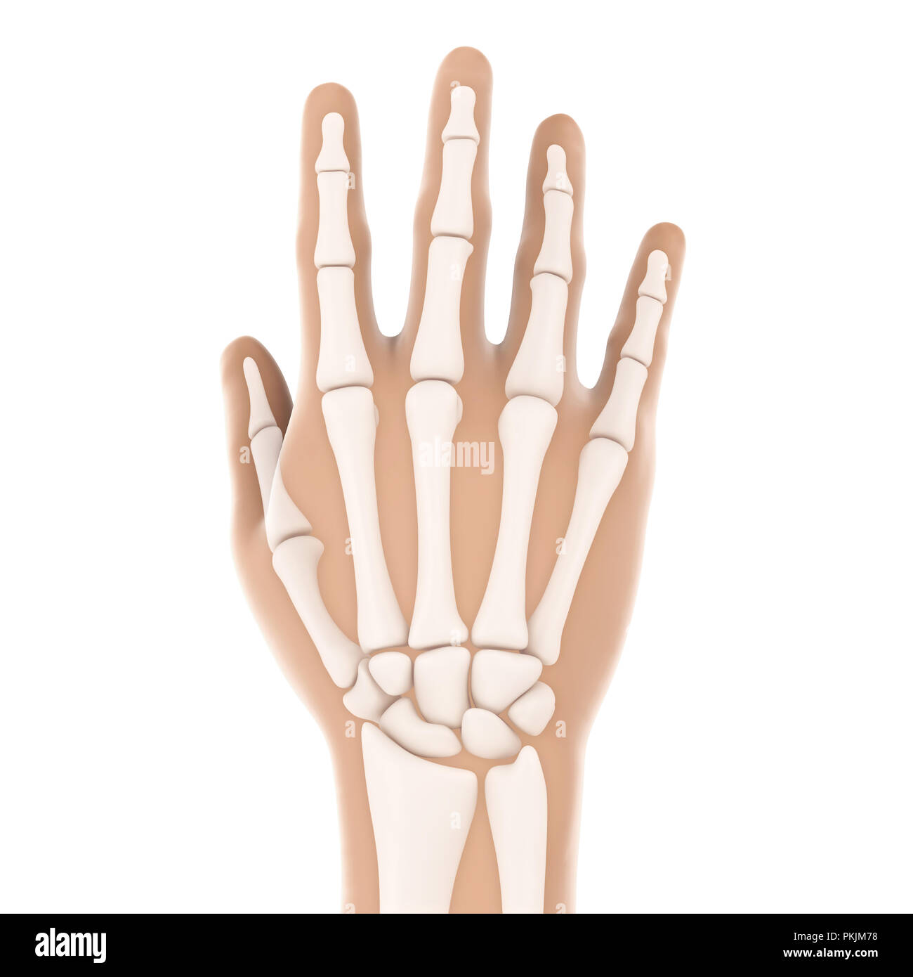 Human Hand Anatomy Illustration Stock Photo - Alamy