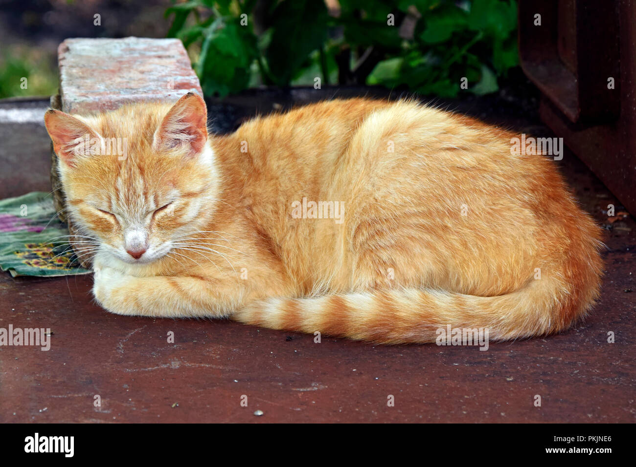 White and tabby cat hi-res stock photography and images - Alamy