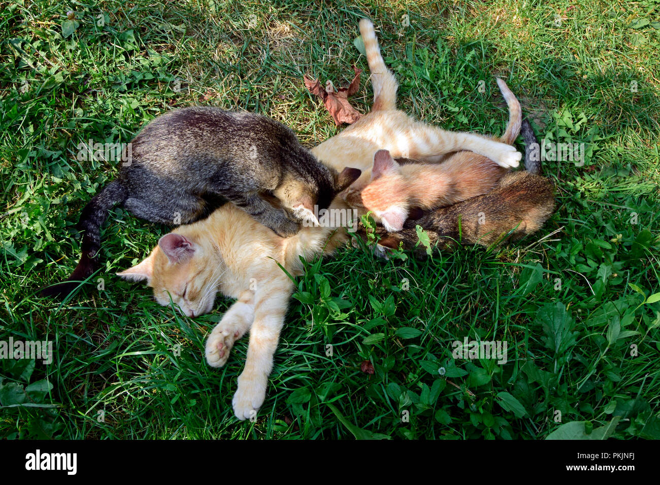 Grey and rusty-white kittens suckling an orange tabby mother cat laying ...