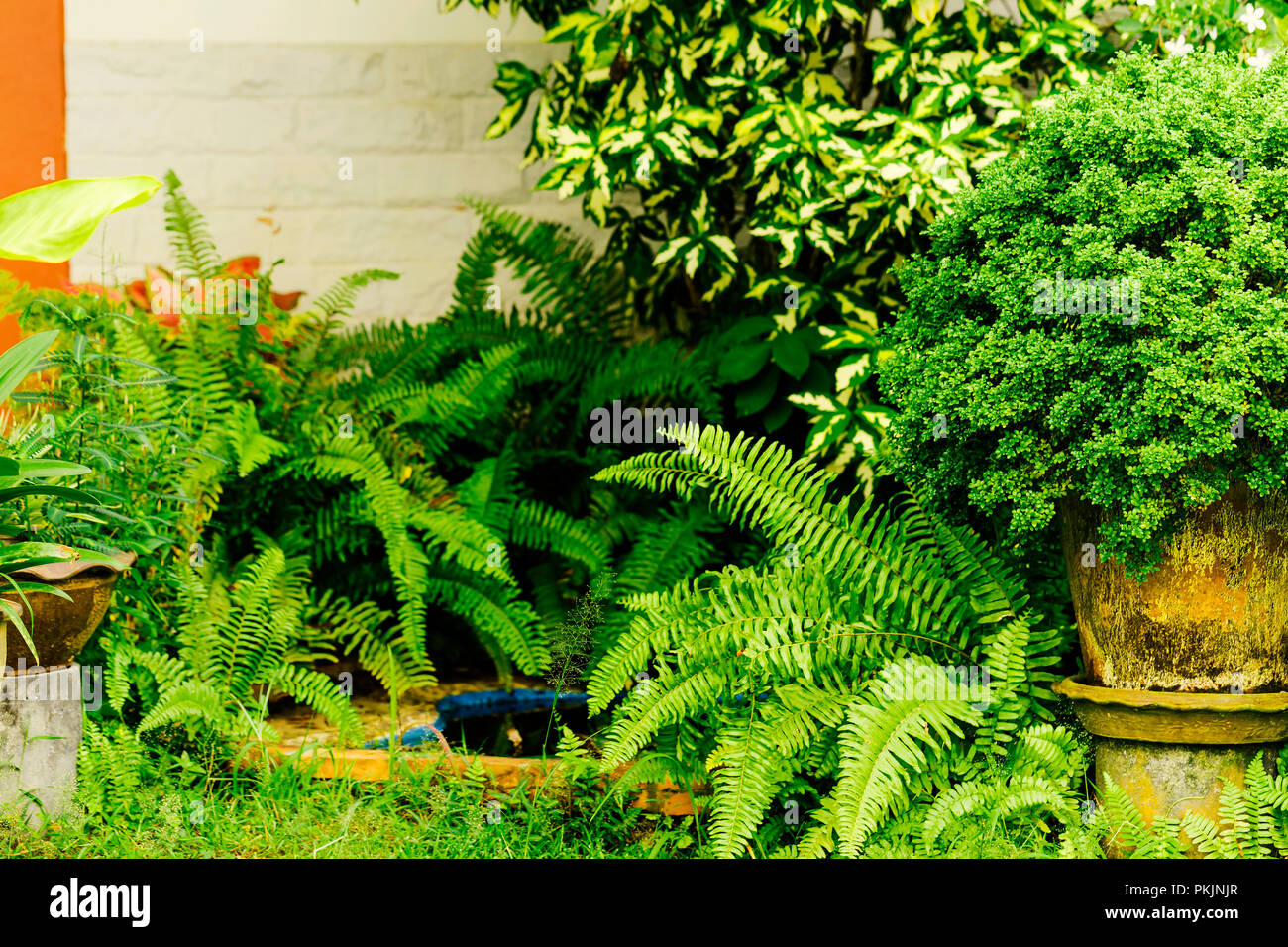 The condition of a small garden with cluttered trees Stock Photo - Alamy