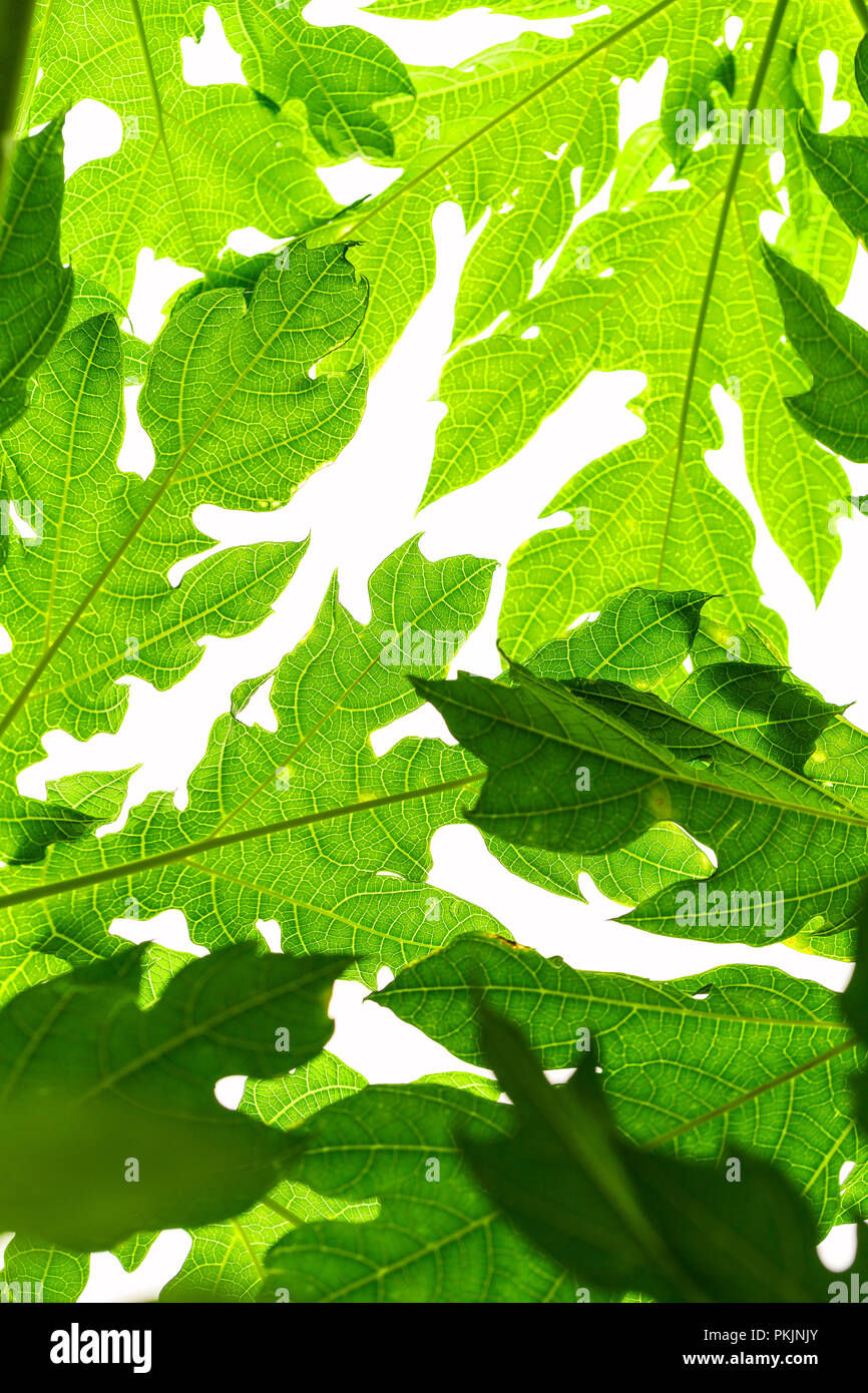Papaya texture hi-res stock photography and images - Alamy