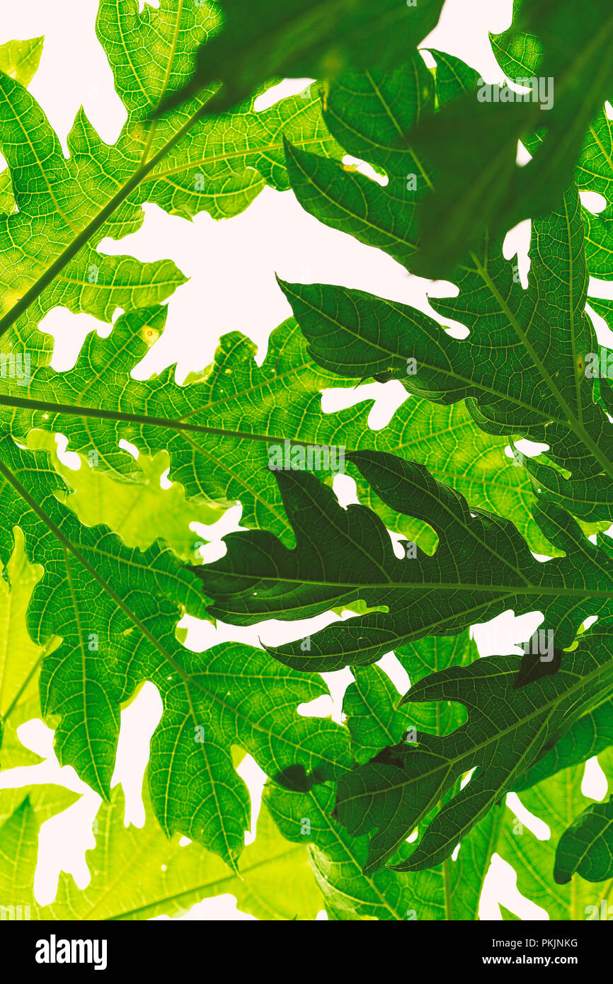 Papaya texture hi-res stock photography and images - Alamy