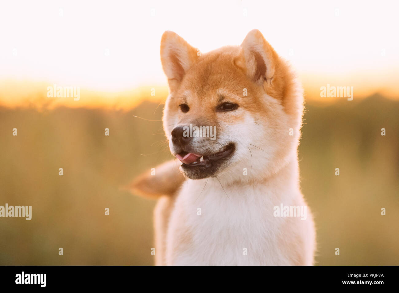 Close Up Portrait Beautiful Young Red Shiba Inu Puppy Dog Outdoor ...