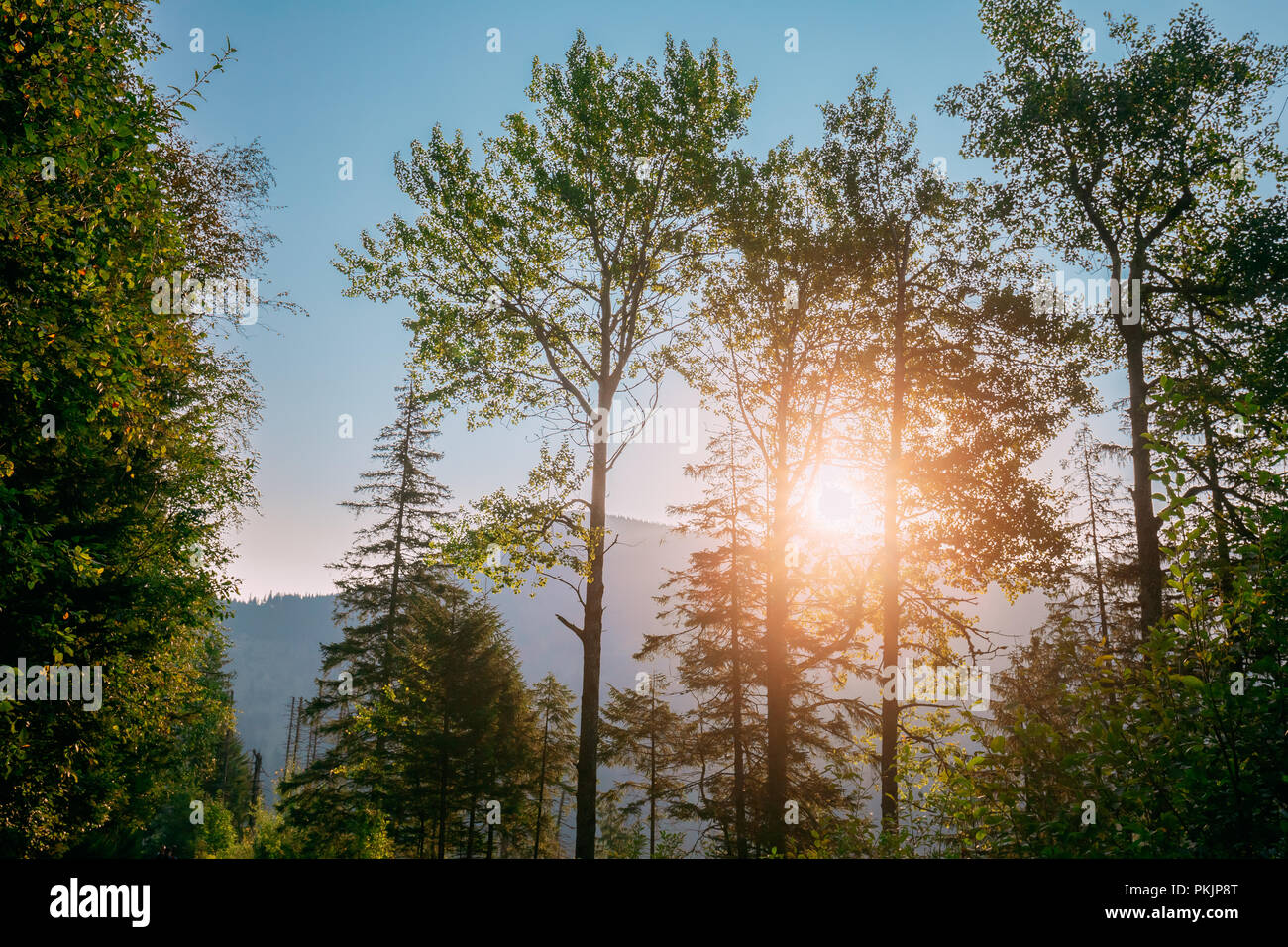 Polish nat hi-res stock photography and images - Alamy