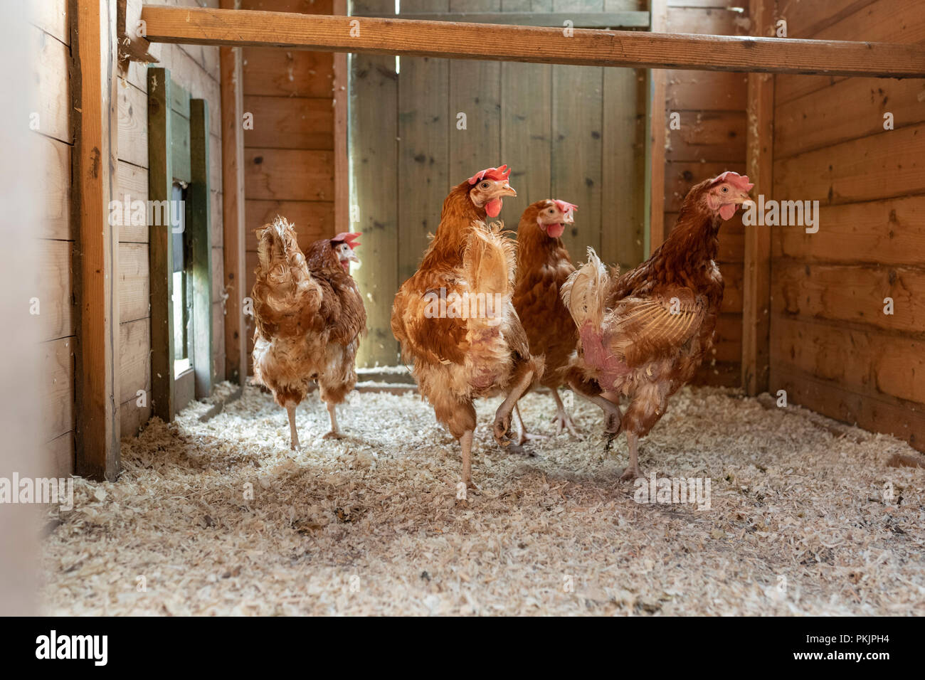 Battery hens hi-res stock photography and images - Alamy