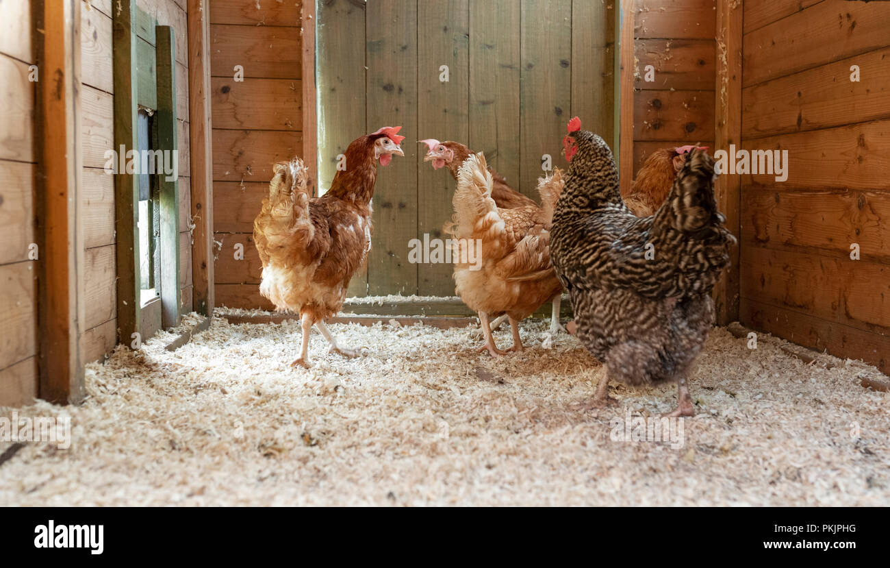 Retired battery hens in their new free range hen house in Wales Stock ...