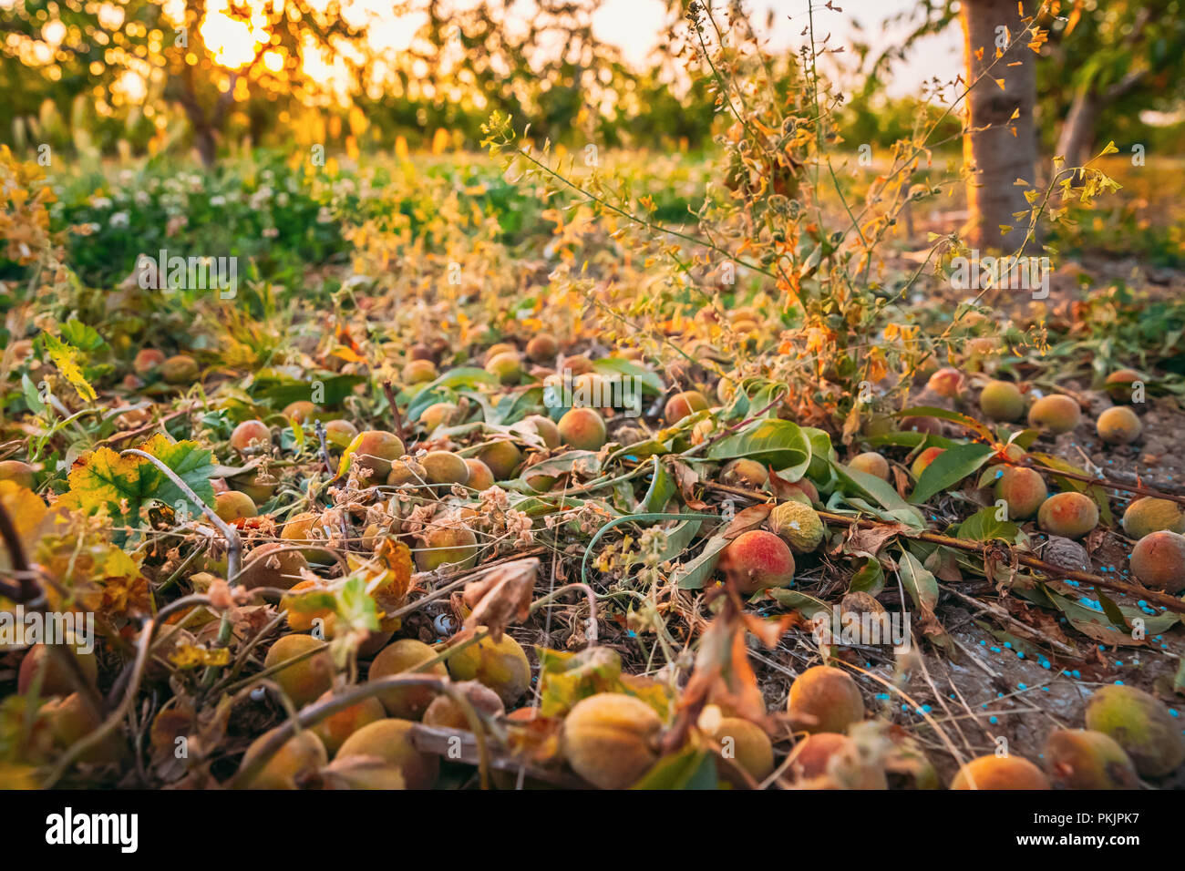 Consequences Of Hail In Fruit Garden. Peaches Fell From Tree During A ...