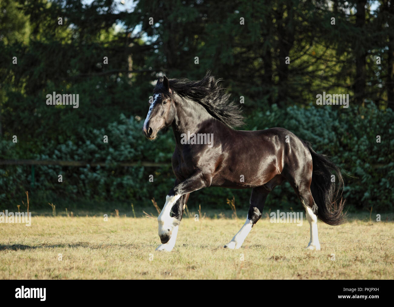 Shire Draft Horse stallion runs on the meadow in evening down Stock ...