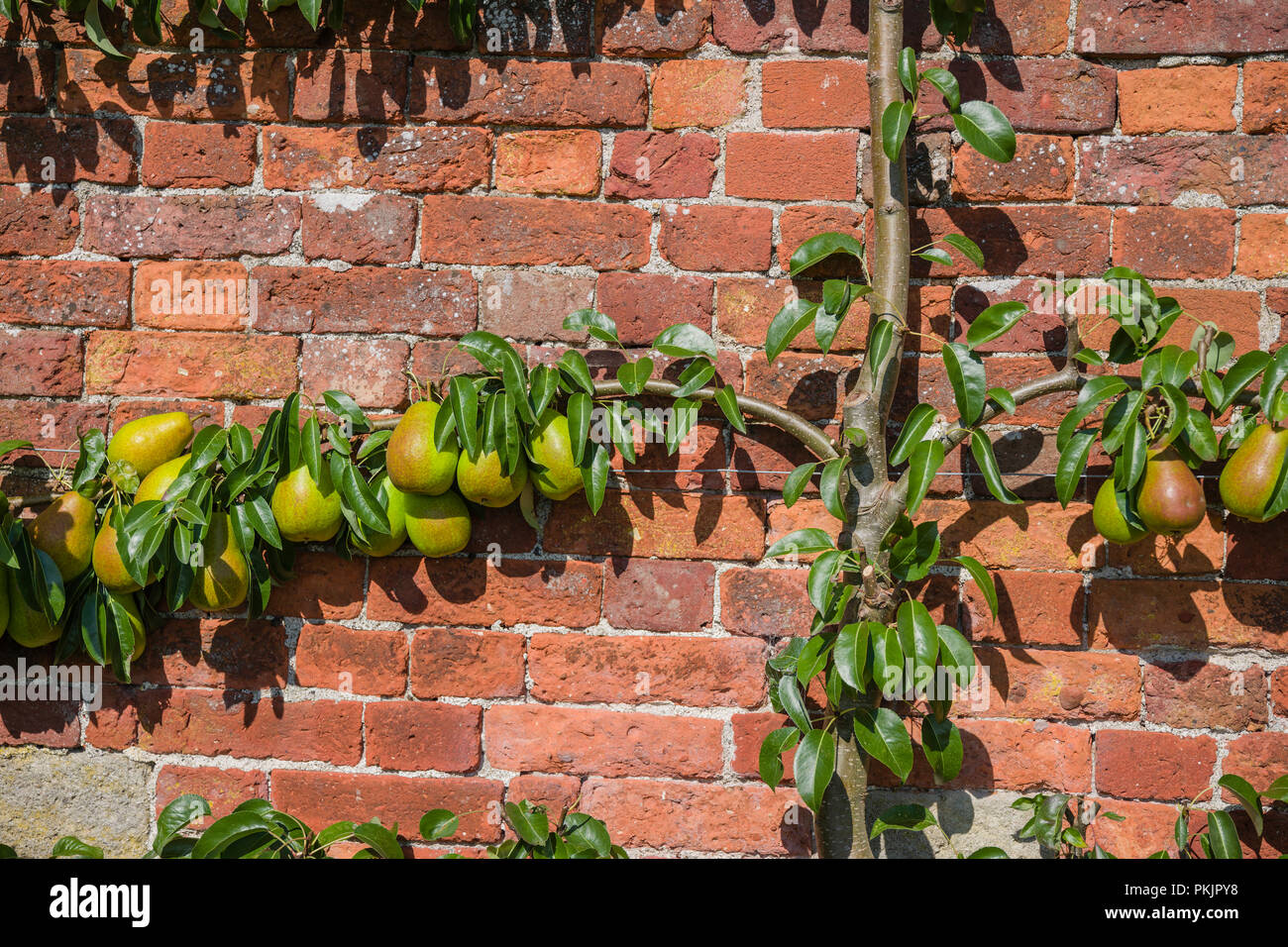 Pears growing in a sheltered walled garden in the UK Stock Photo - Alamy