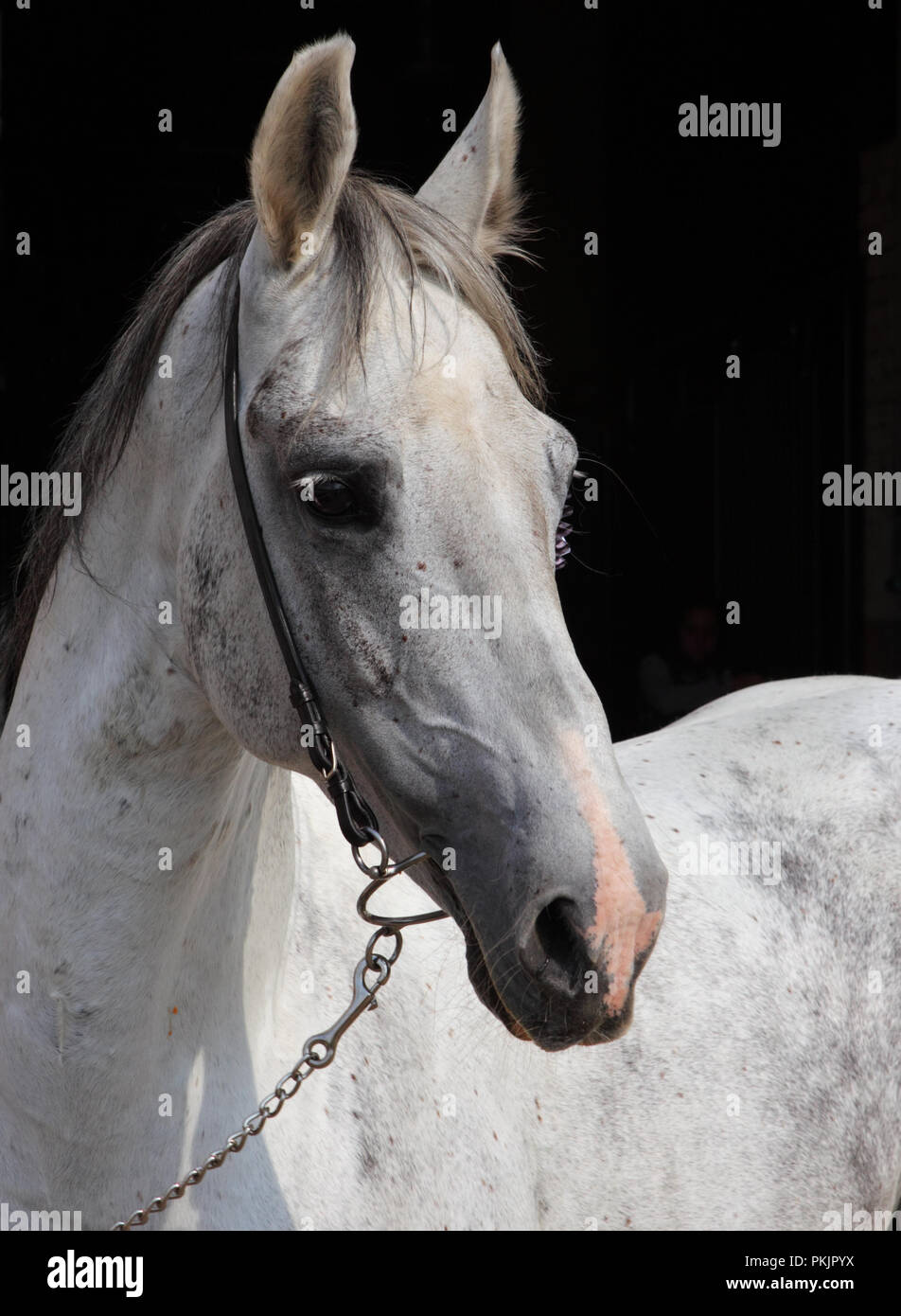 White stallion and mare hi-res stock photography and images - Alamy