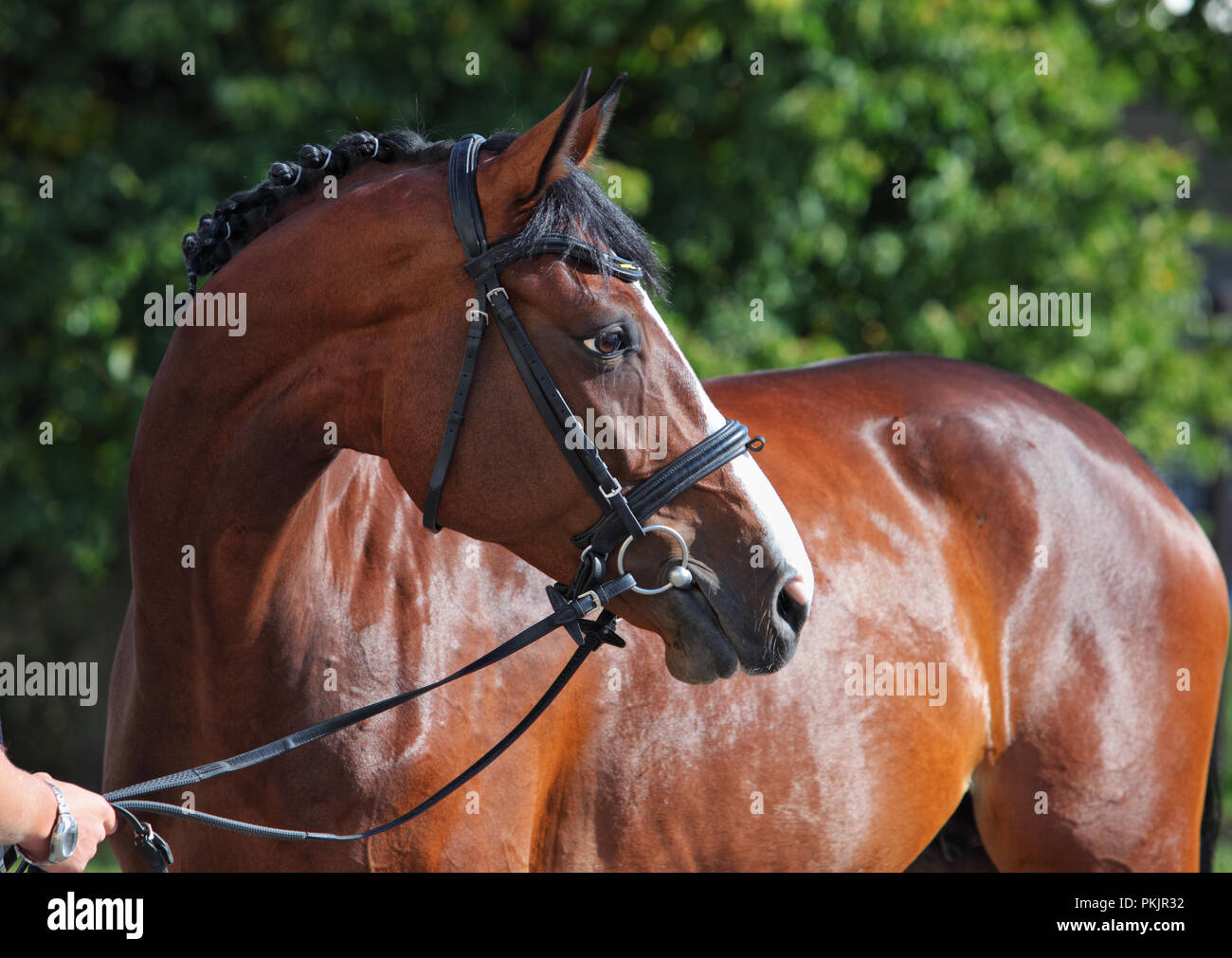 Purebred horse portrait in green summer corral Stock Photo - Alamy