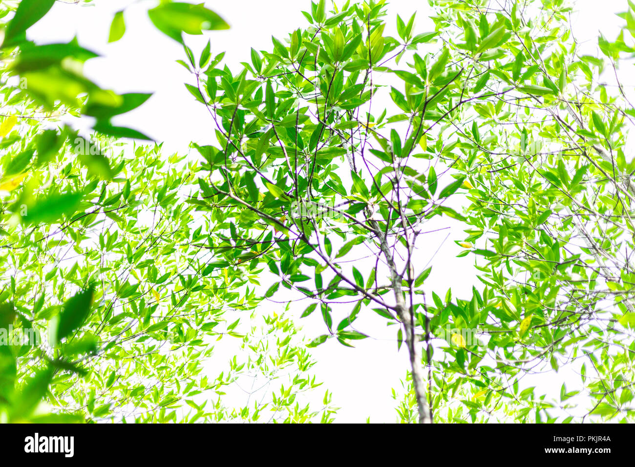 Perspective view under mangrove tree.The nature of mangrove ecology ...