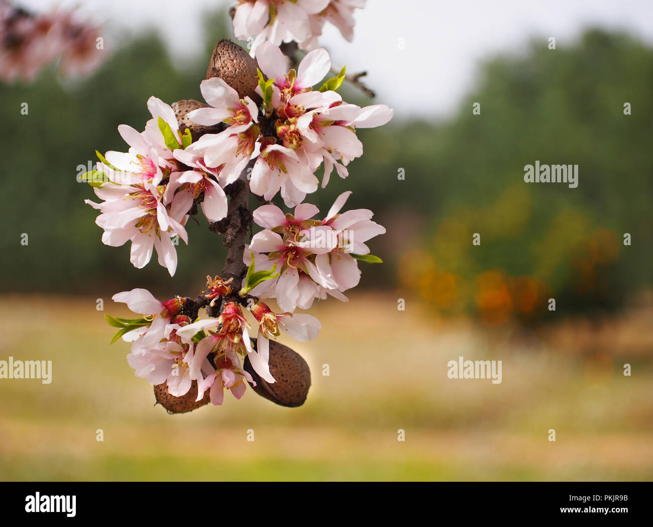 Japanese cashew tree hi-res stock photography and images - Alamy