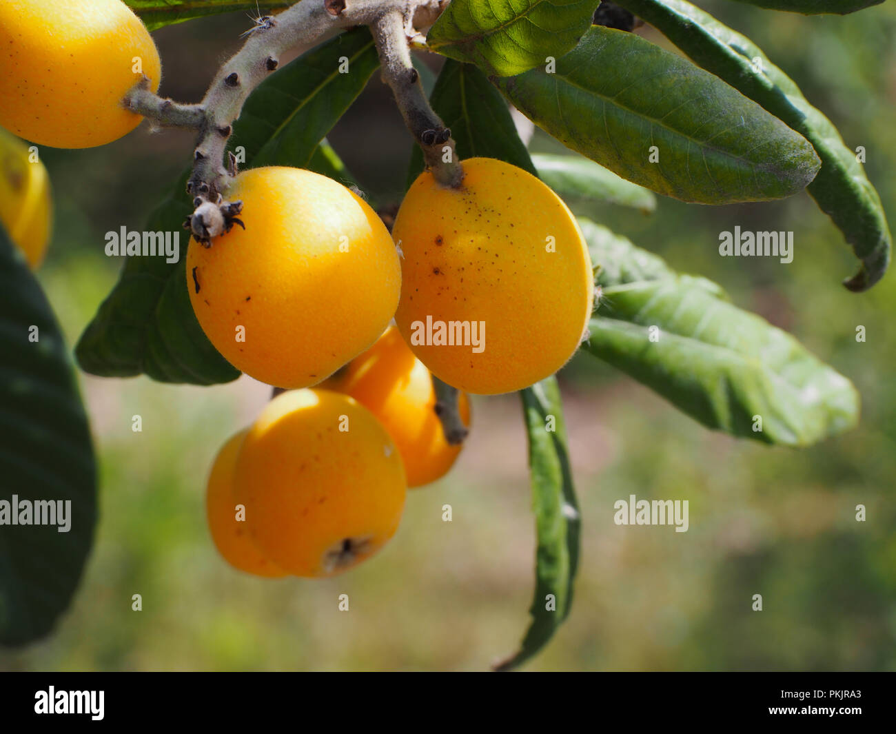 Loquat fruits (Eriobotrya japonica) on tree. This ancient fruit rich in ...