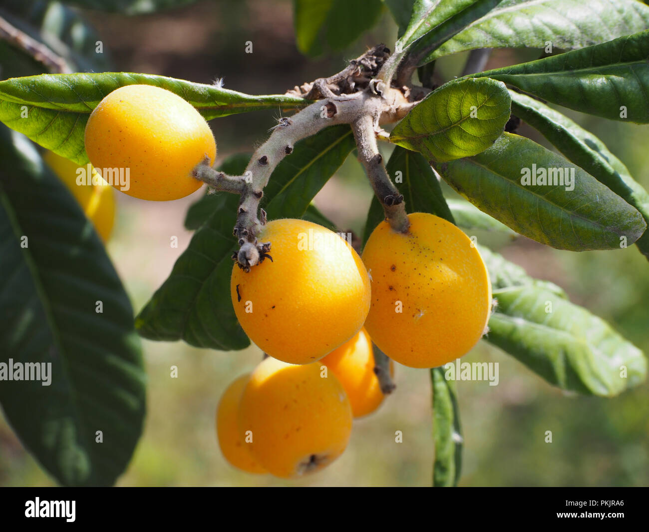 Loquat fruits (Eriobotrya japonica) on tree. This ancient fruit rich in ...
