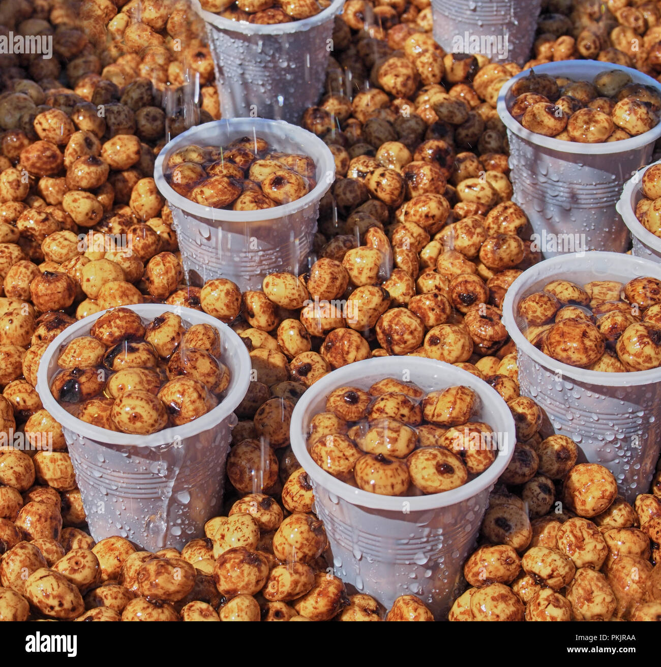 Chufa nuts Irrigated With Water Stock Stock Photo - Alamy