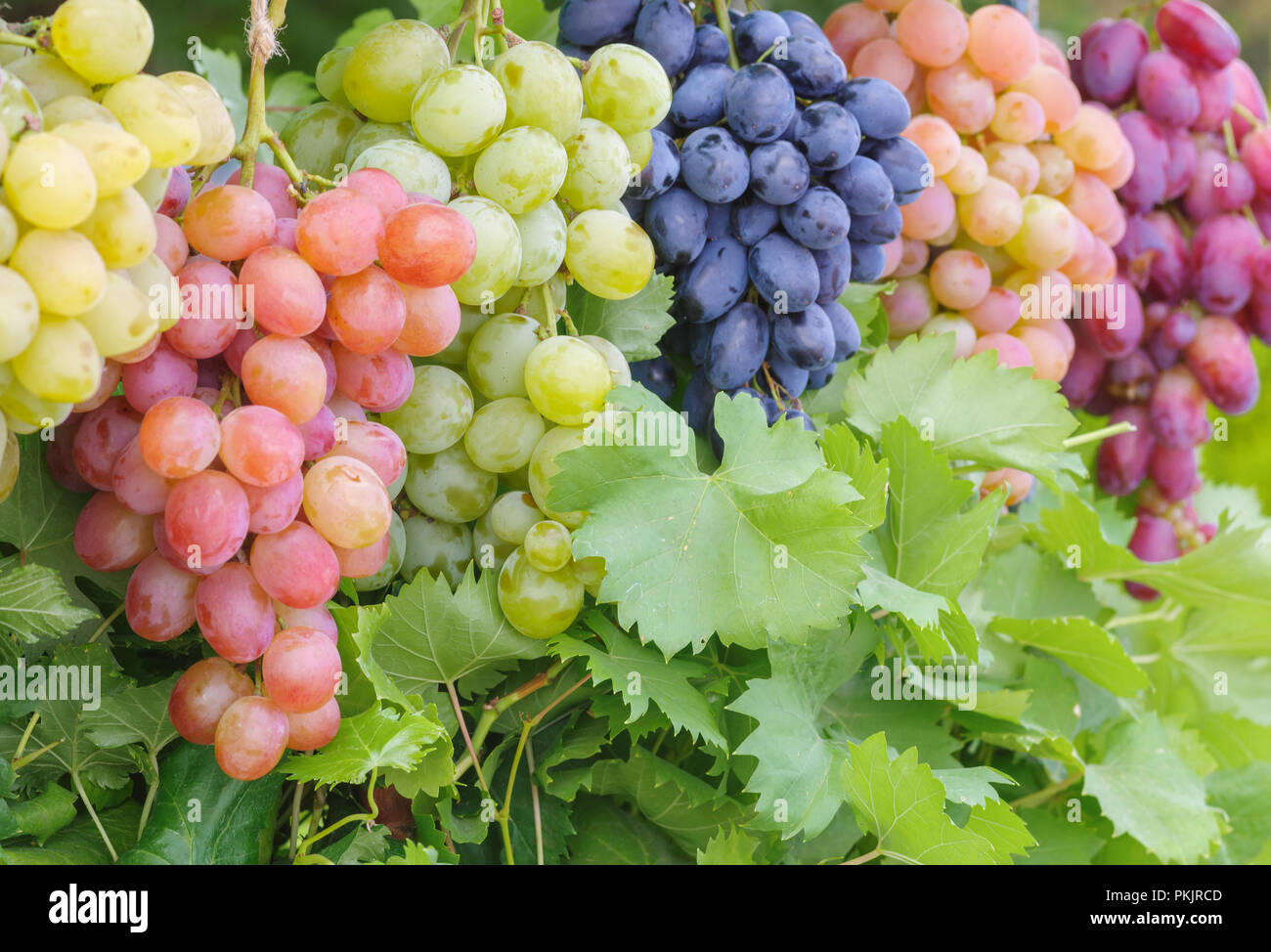 Bunches of different common grape vine species closeup Stock Photo - Alamy