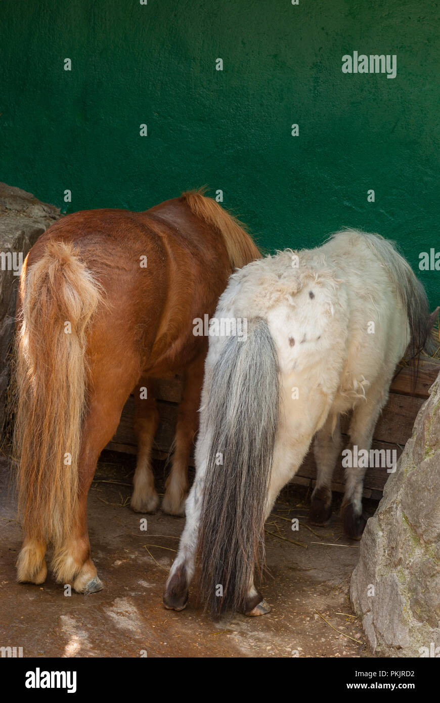 Two ponies showing their cute backs while having lunch in a stable ...