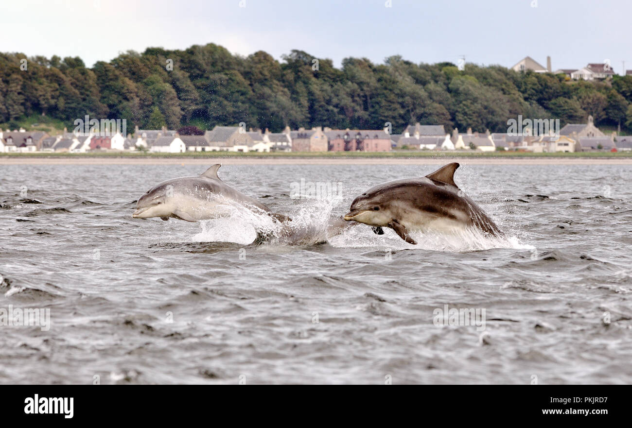 dolphins jumping in Inverness Fjord. Tursiop truncatus. Scotland UK ...