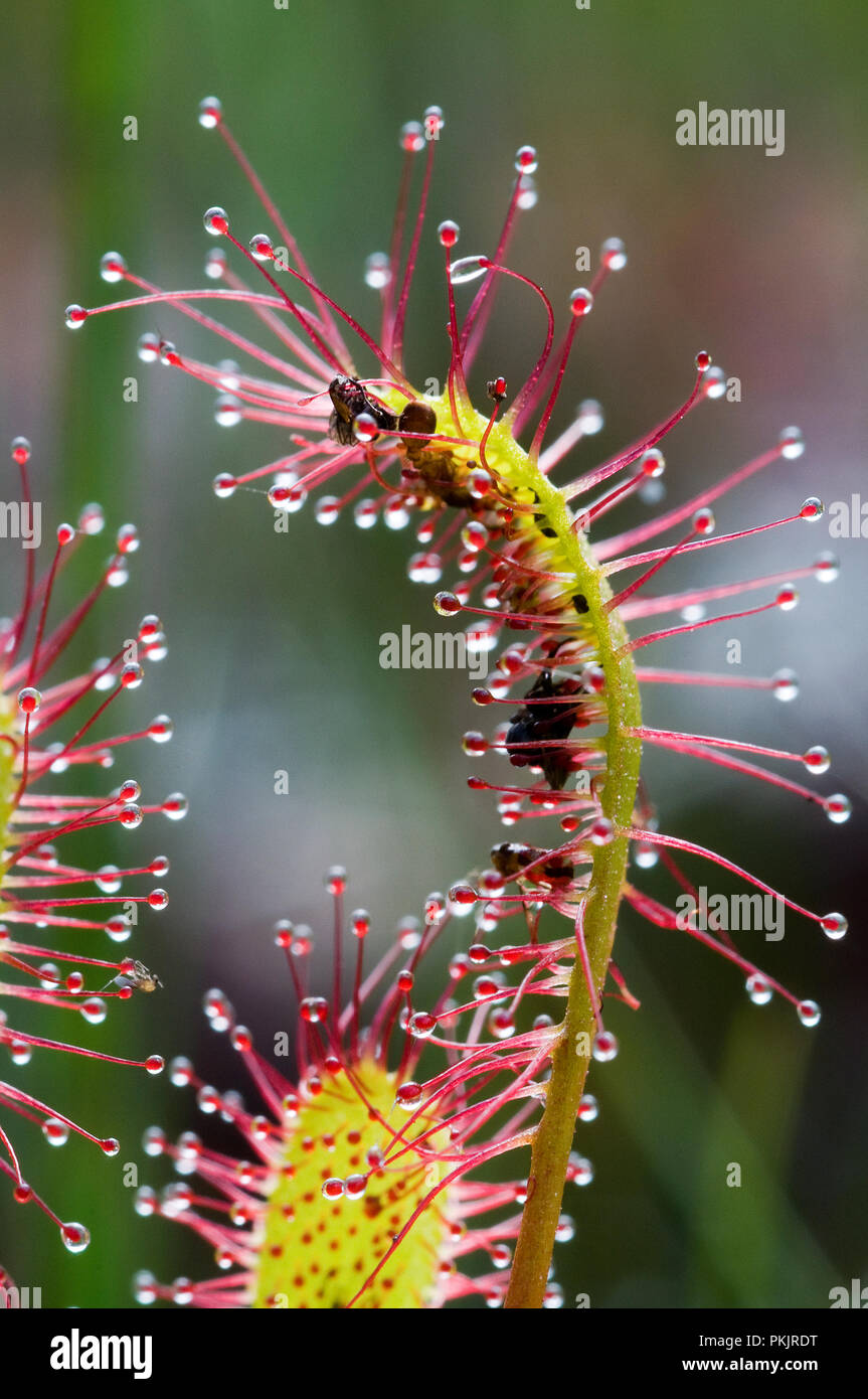 Drosera anglica Sweden Stock Photo - Alamy