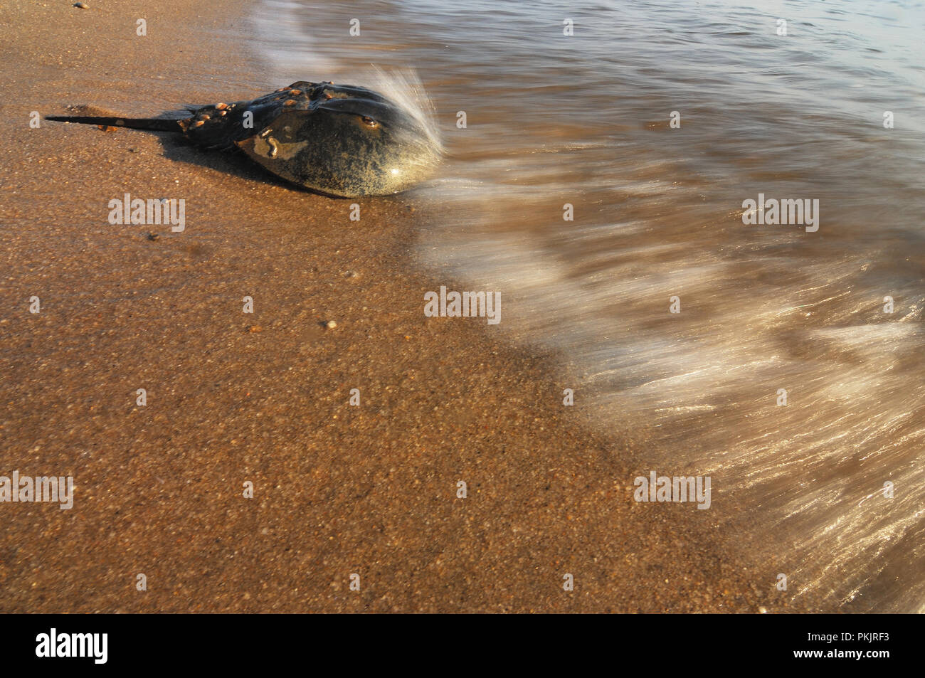 Atlantic horseshoe crab limulus polyphemus hi-res stock photography and ...