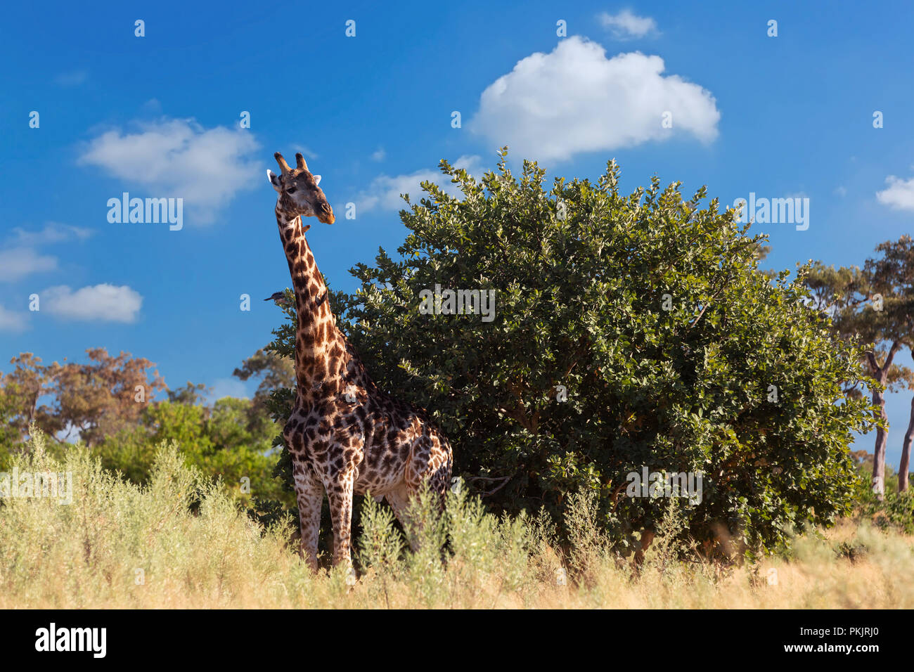 Beautiful South African giraffe in african bush, Moremi Game reserve ...