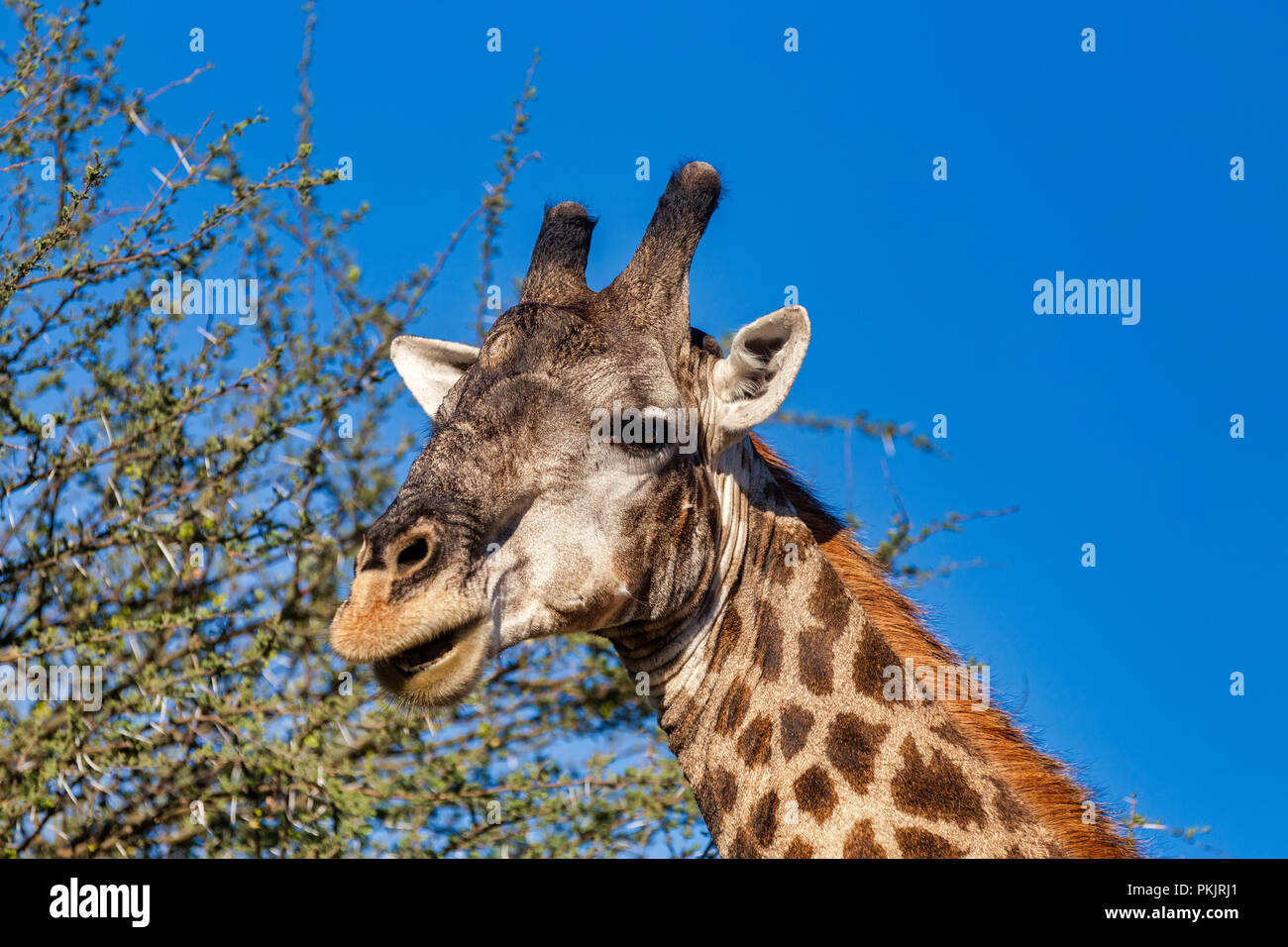 detail of Beautiful South African giraffe in african bush, Moremi Game ...