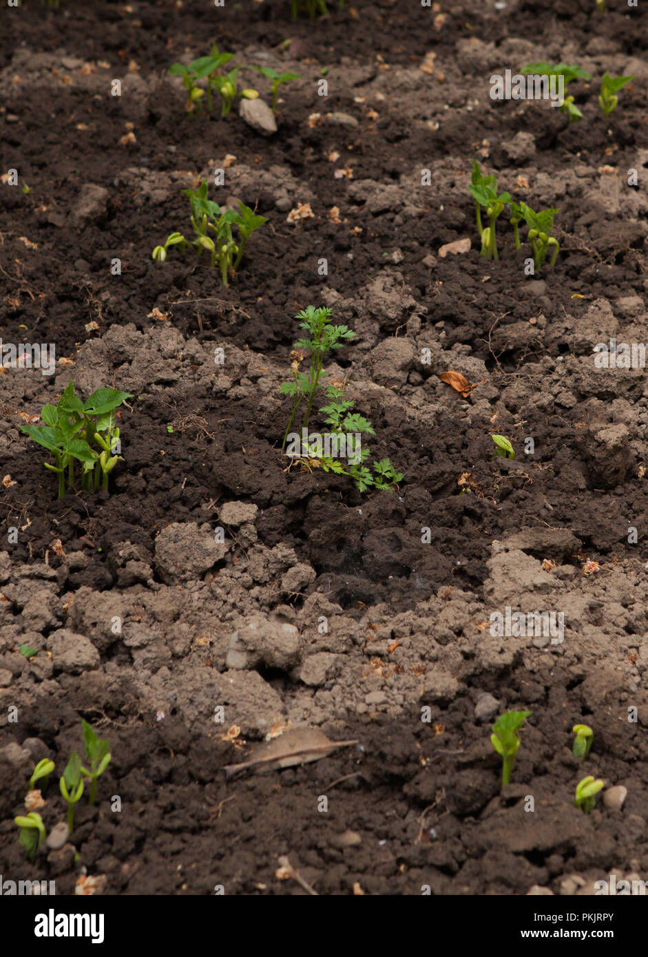 Fertilizer with ash on the soil. The fertile humus soil contains ...