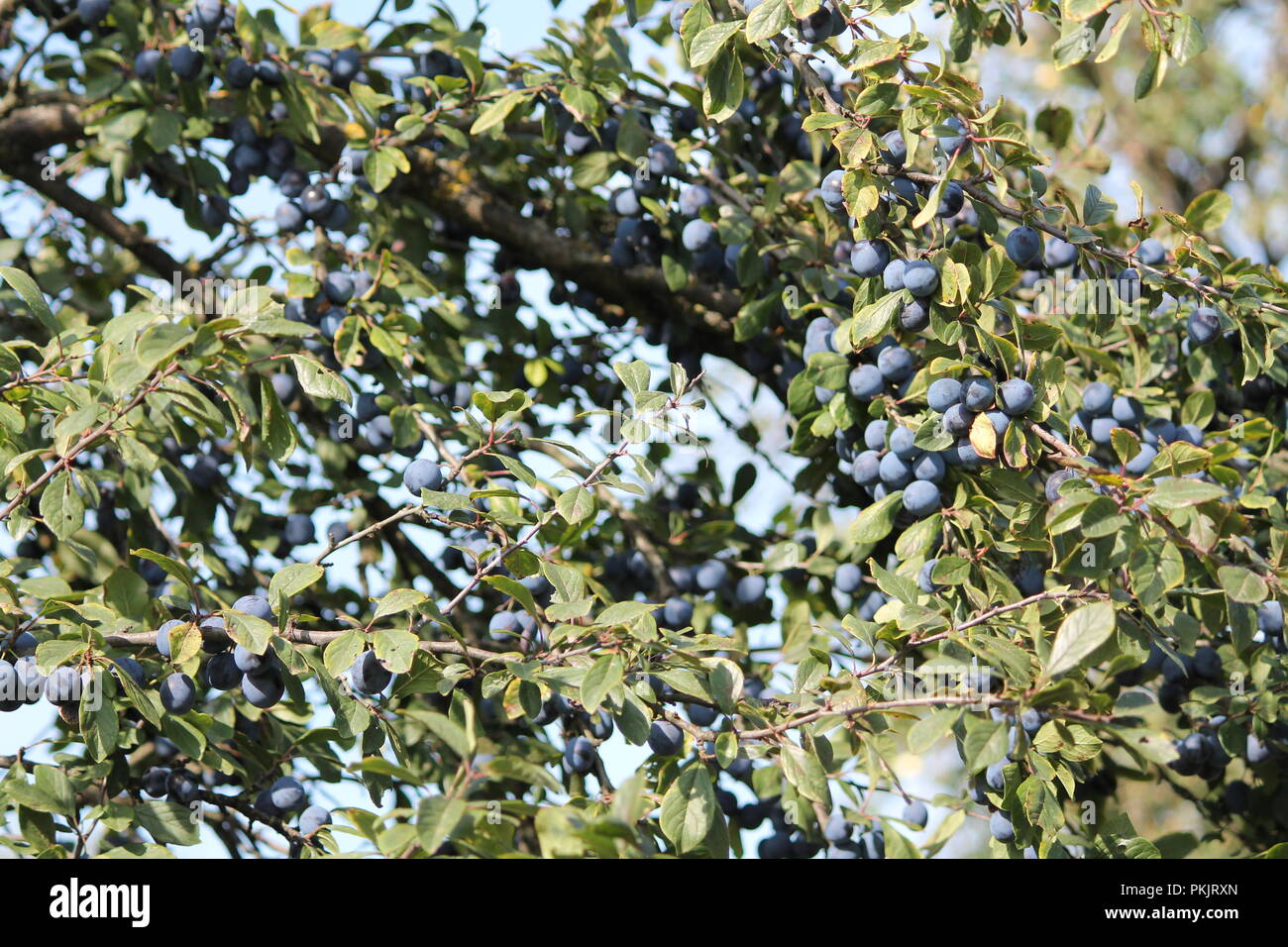 Plum tree autumn hi-res stock photography and images - Alamy