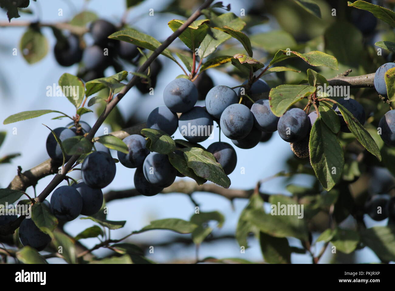 Plum tree autumn hi-res stock photography and images - Alamy