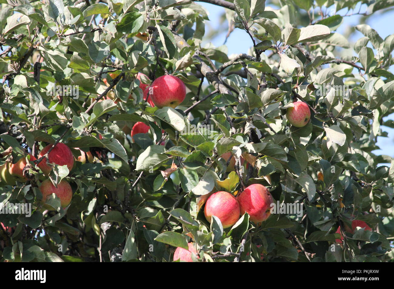 red juiyc sweet apple hang on apple tree in autumn garden in warm sunny ...