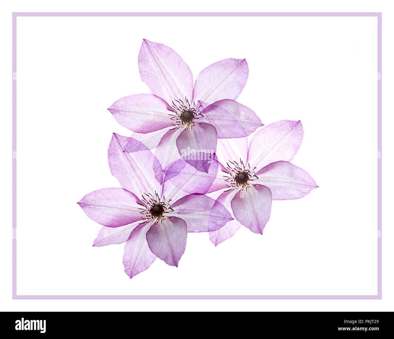 Clematis omoshiro hi-res stock photography and images - Alamy